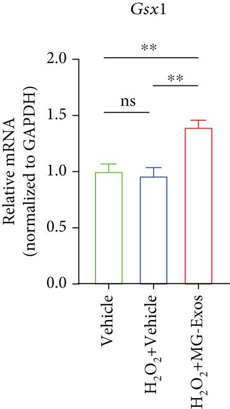 Mg Exos Protect Endothelia Cells Against The Oxidative Effects By