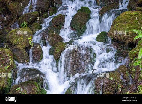Quinault Washington State Usa Bunch Creek Falls In The Quinault