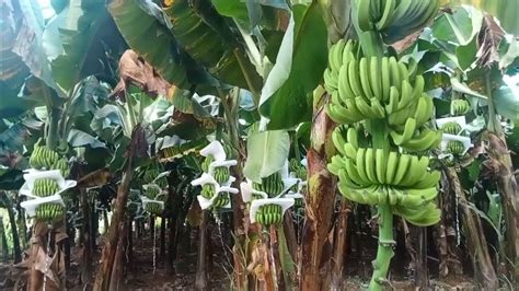 စီးပွားဖြစ် ငှက်ပျောစိုက်ပျိုးနည်း ကိုယ်ပိုင်စီးပွားရေး Youtube