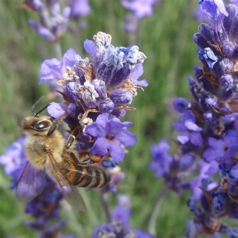 Beehive Monitoring And Tracking