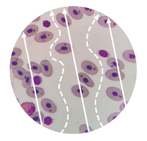 Current Flow At Low And High Frequencies Low Frequencies Dashed Download Scientific Diagram