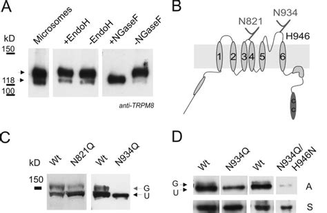 Post Translational Modification By N Linked Glycosylation A 50 G Of Download Scientific