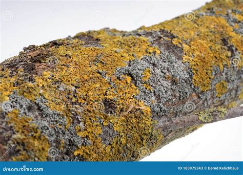 Tree Trunk With Lichen And Dry Moss Isolated On White Stock Image Image Of Floor Natural