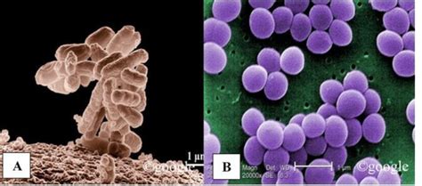 Test Bacteria A Staphylococcus Aureus B Escherchia Coli Download Scientific Diagram