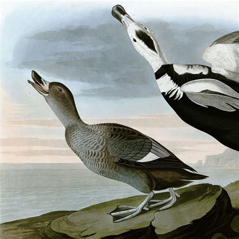 What Is Missing Labrador Duck
