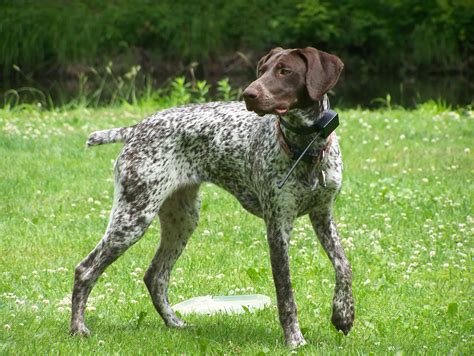 Pointer