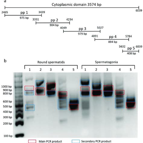 Western Blot Immunodetection Of The β4 Integrin In Protein Extract From