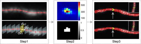 Main Steps For Reconstructing The Neurite Shape Step 1 Resample The