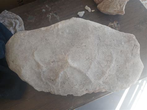 Wierd Rock With Footprints R Fossils