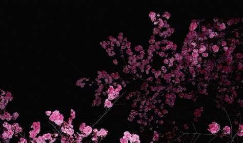 Pin By Maxs Service On All Things Cherry Cherry Blossom Wallpaper