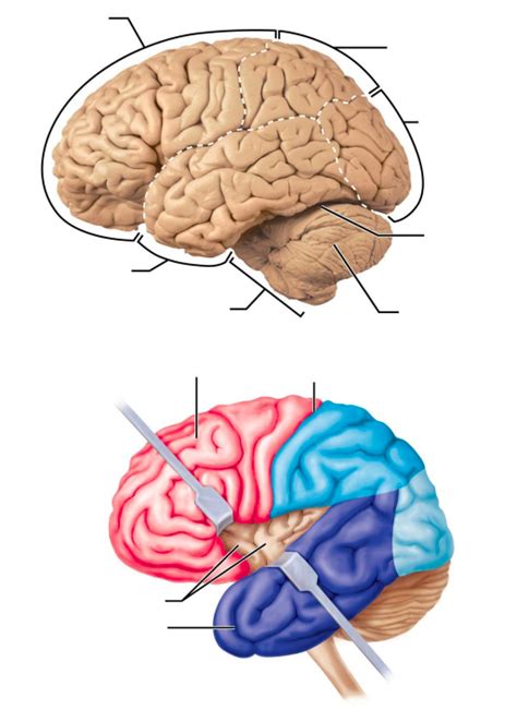 Lab Brain And Cranial Nerves Page Diagram Quizlet