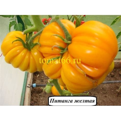 Питанга желтая