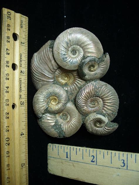 Iridescent Pyritized Ammonite Cluster 090622m The Stones And Bones