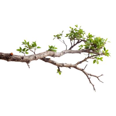 Tree Branch PNGs For Free Download Tree Branch PNGs For Free Download