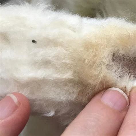 Pdf Rabbit Socks For Pododermatitis Or Foot Wounds