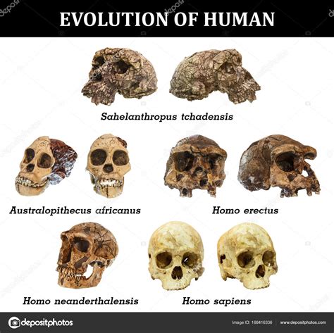 Australopithecus Skull