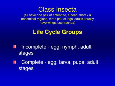 Ppt Orders Of Insects Powerpoint Presentation Free Download Id 747253