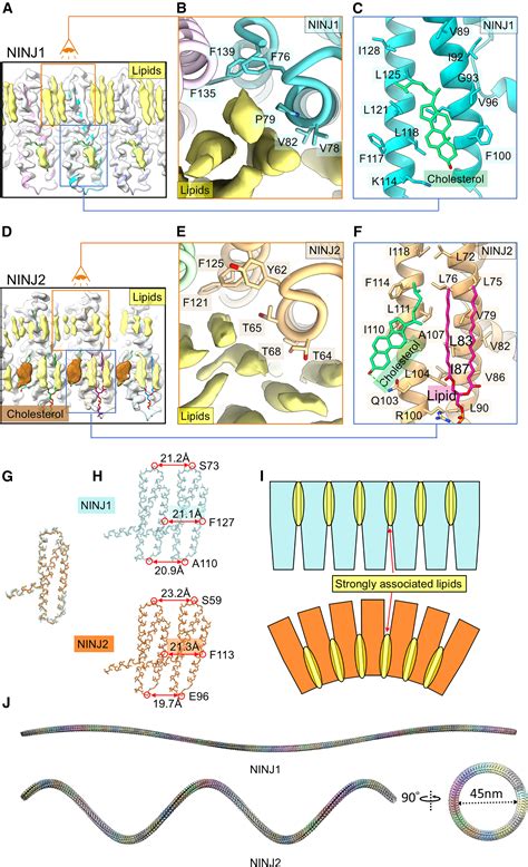 How Ninj1 Mediates Plasma Membrane Rupture And Why Ninj2 Cannot Cell