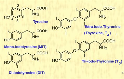 Thyroid Flashcards Quizlet