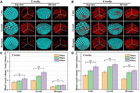 Integrating Pore Architectures To Evaluate Vascularization Efficacy In Silicate Based Bioceramic