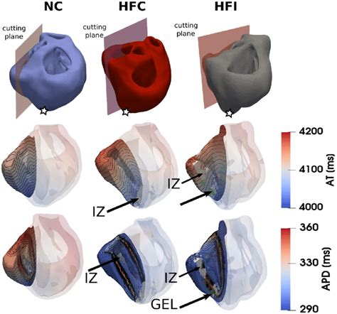 Spatial Distribution Of Activation Time At And Action Potential