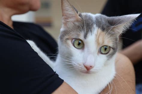 Vacinação Antirrábica Noturna Contra Raiva Em Cães E Gatos RedeparÁ