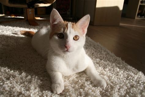 「Cateye」の画像 - 880 件の Stock 写真、ベクターおよびビデオ | Adobe Stock