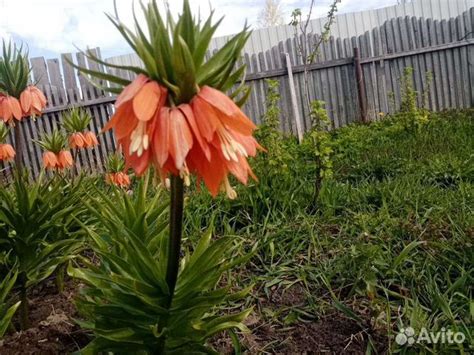 Рябчик императорский купить в Твери Товары для дома и дачи Авито