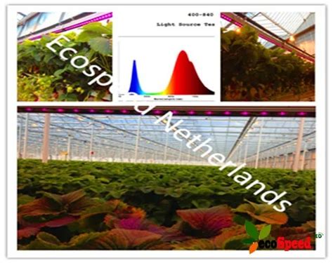 Top Quality Cm Long UVA UVB UVC Nm Nm Nm W W Uv Led Grow Light For Flowering