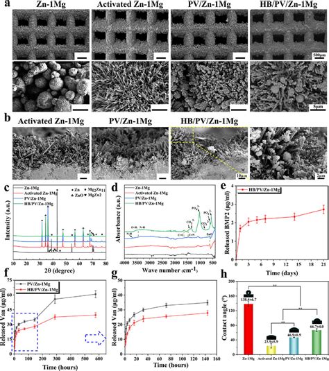 Coating Characterization Morphology Of Surface A And Cross Section Download Scientific