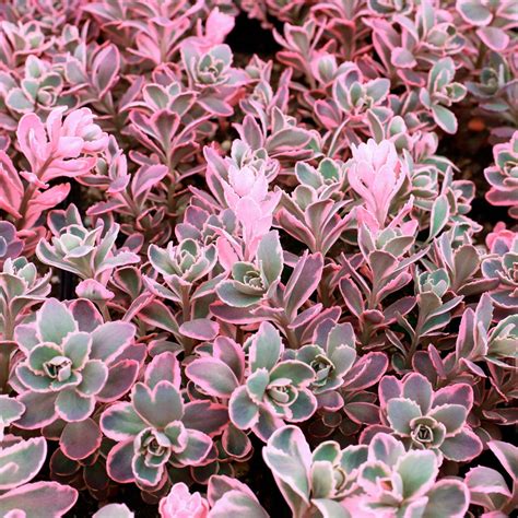 Sedum SUNSPARKLER 'Dream Dazzler' Outdoor Succulent | Baker City ...