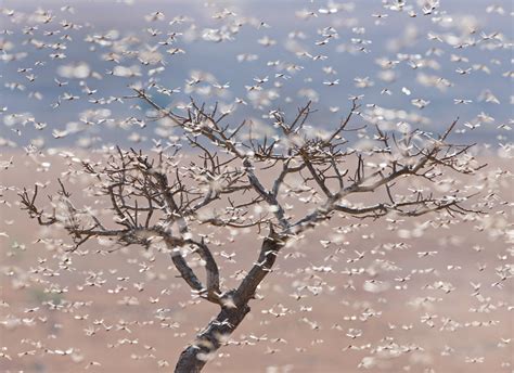 მადაგასკარი