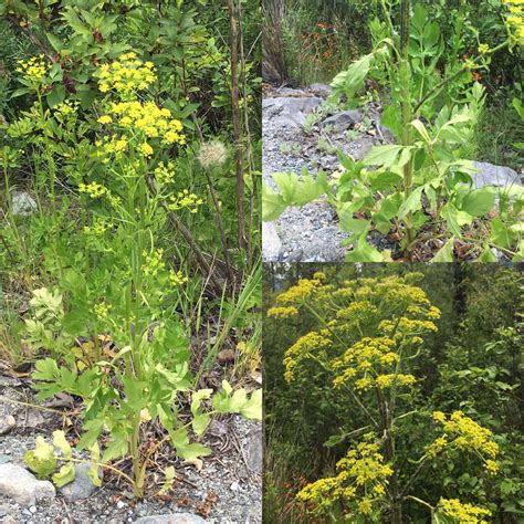 wild parsnip invasive plants wild parsnip plants