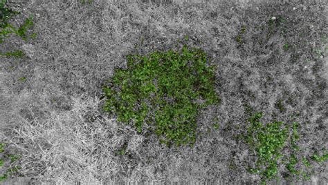 detection and mapping of exotic weeds using uas and machine learning