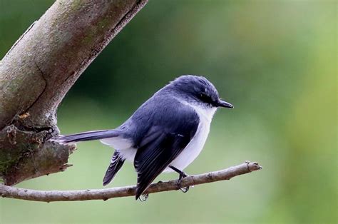 Birdseye Photography Review Photos Birdseye Photography Review Photos