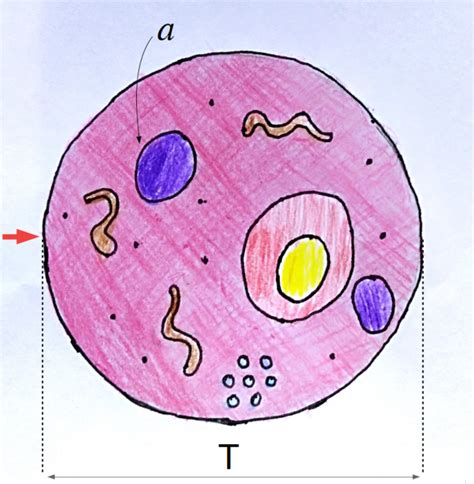 Diagram And Notations Used In The Discussion Of The Projection Download Scientific Diagram