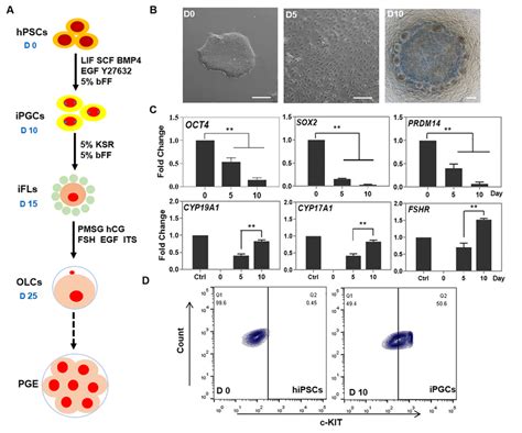 differentiation of hipscs into early stage of ipgcs a schematic