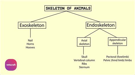Classification Of Bones Long Flat Short And Pneumatic Bones