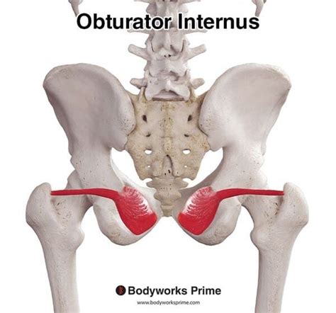 Obturator Internus Muscle Flashcards Bodyworks Prime