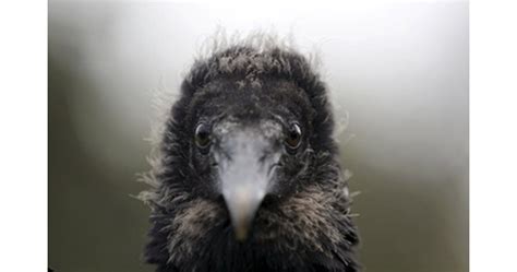 Насекомоядните птици са сред най уязвимите видове в България