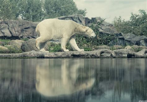 Icebear Photography Contest Pictures - Image Page 1 - Pxleyes.com