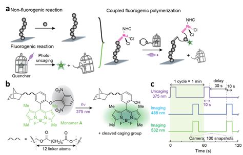 Single Molecule Fluorescence Imaging And Sequencing Of Single Synthetic Polymers Research