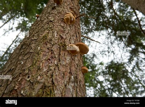 Fungus Growing From The Stump Of A Tree Stock Photo Alamy