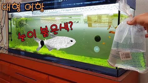 대형어항에 눈이 붉은색인 몽크호샤를 키워보자 열대어 키우기 사육 몽크호샤 구피 베타 네온테트라 플래티 Youtube