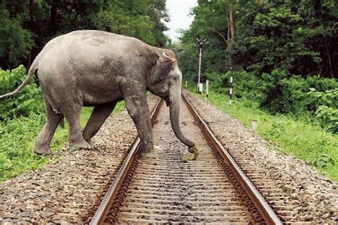 Advanced Elephant Intrusion Detection System East Coast Railway To