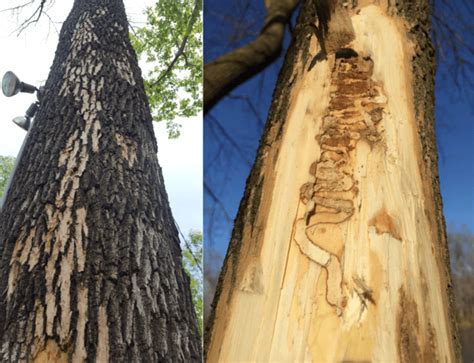 EAB Treatment Tree Care Forestry Consulting Services Ashland Columbia MO