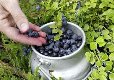 Recipes And Tips Wild Blueberries Aka Bilberries