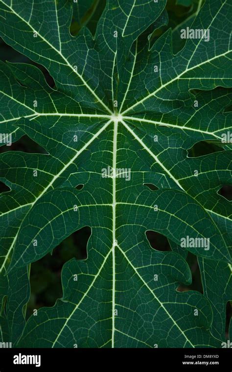 Plant Leaf Pattern Hi Res Stock Photography And Images Alamy