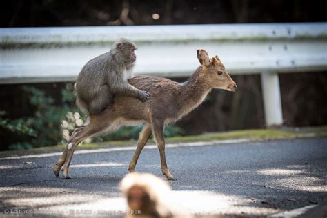 Doe Deer And Macaque Caught Monkeying Around Live Science