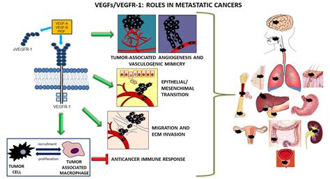 Vegf Physiological Effect